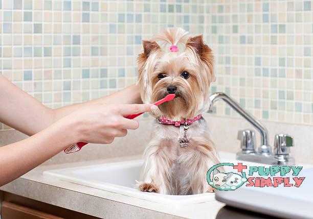 10 Best Dog Toothpaste Brands for Healthy Teeth of 2023