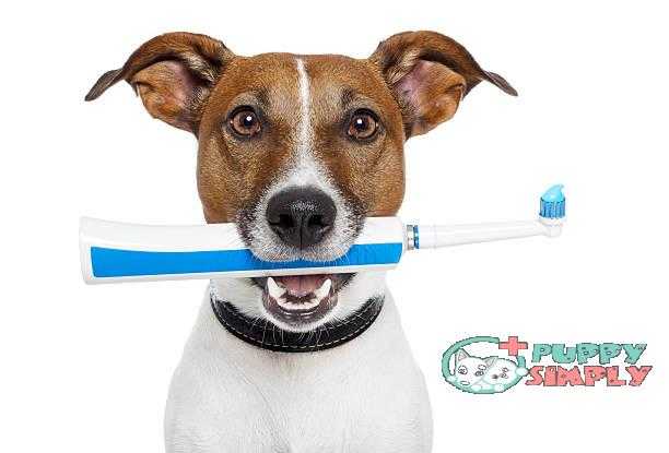 The 10 Best Dog Toothpastes for Clean Canine Teeth in 2023