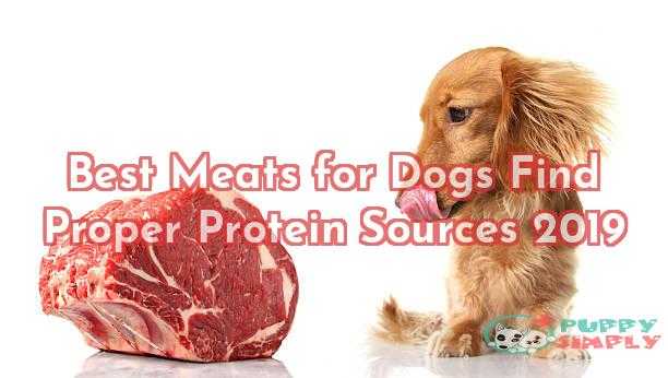 Best Meats for Dogs Find Proper Protein Sources 2024