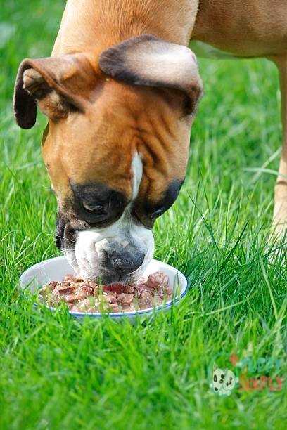 10 Best Dog Foods For Boxers: Puppies, Adults of 2023
