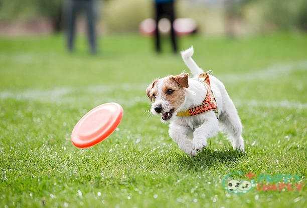 10 Best Frisbees for Dogs: Time for the Catch Game 2023