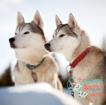 Siberian Husky Price: How Much is a Husky? (Facts & Factors)