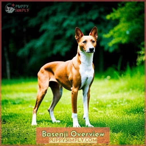 Basenji Price: Revealing the Costs of Owning the Barkless Wonder Dog