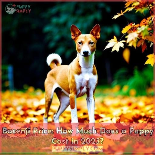 Basenji Price: Revealing the Costs of Owning the Barkless Wonder Dog