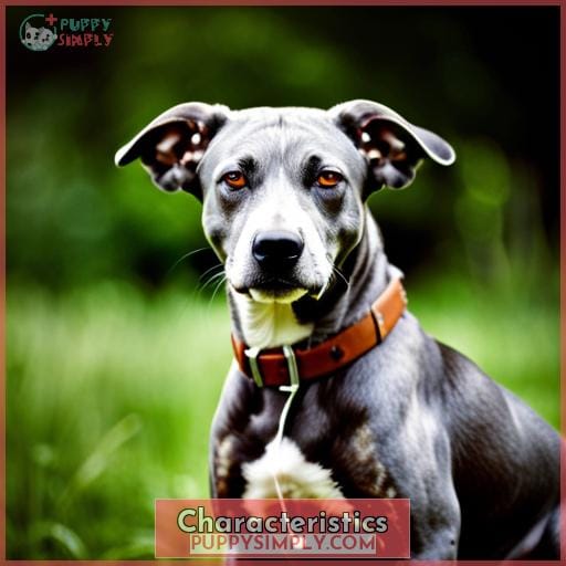 Lifespan of a Catahoula Leopard Dog: Care & Health Considerations