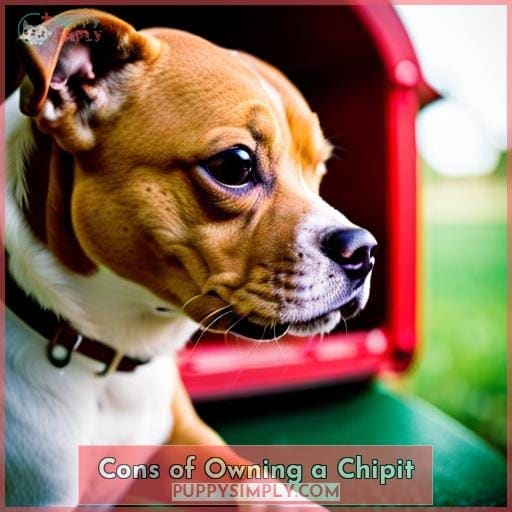Chipit: A Guide to the Pitbull Chihuahua Mix Breed
