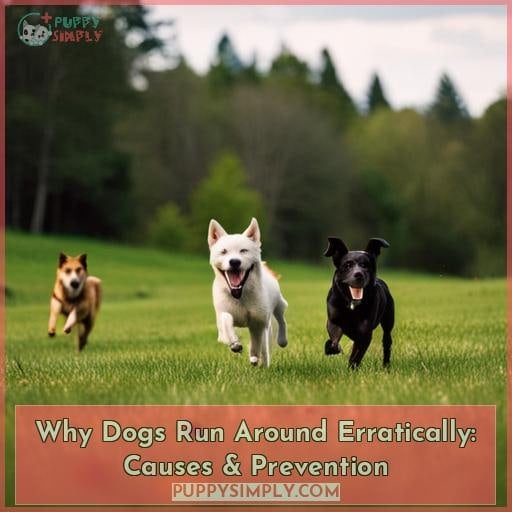 Why Dogs Run Around Erratically: Causes & Prevention