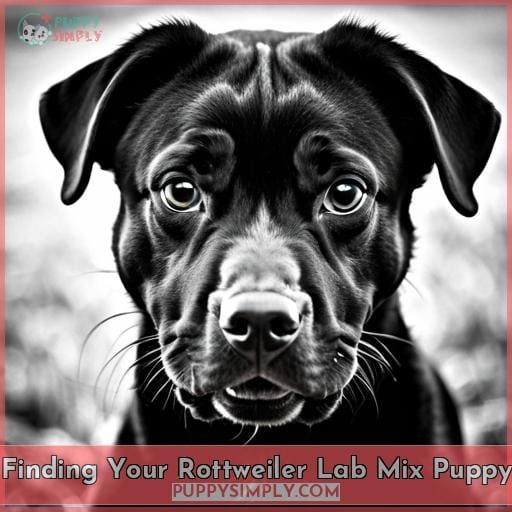 Rottweiler Lab Mix: Facts, Temperament, & Care Guide
