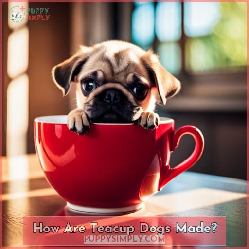 Discover Everything You Need To Know About Teacup Pugs