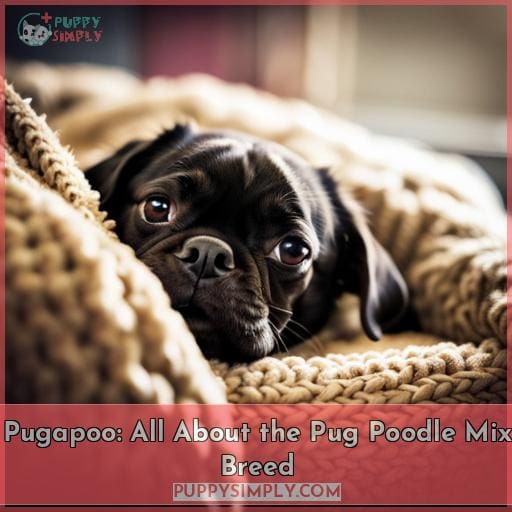 Pugapoo: All About the Pug Poodle Mix Breed
