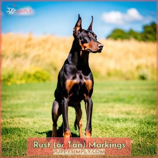 Discover the Colors of Doberman Pinschers: Rust, Black, Red & More