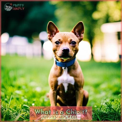 Pitbull Chihuahua Mix: Introducing the Chipit - a Unique Companion