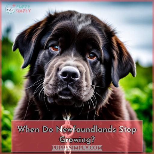 Newfoundland Growth Chart: Size & Weight Guide 2023