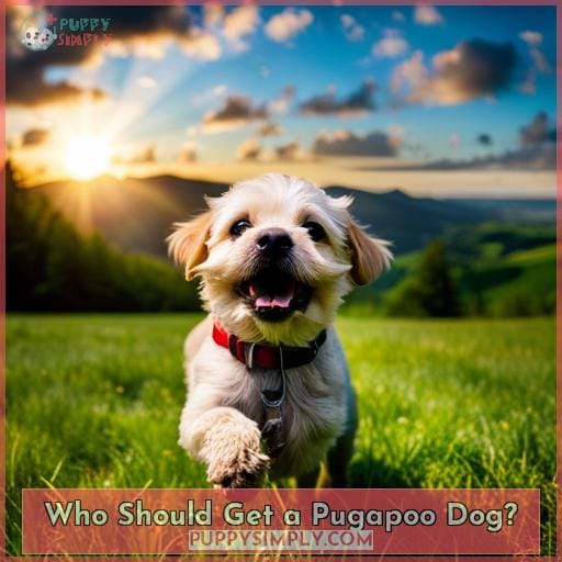 Pugapoo: All About the Pug Poodle Mix Breed