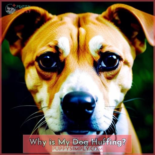 7 Surprising Reasons Why Your Dog Huffs at You