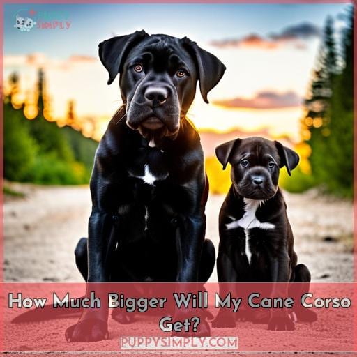 Cane Corso Growth Chart: Puppy Weight & Height Guide - 2023