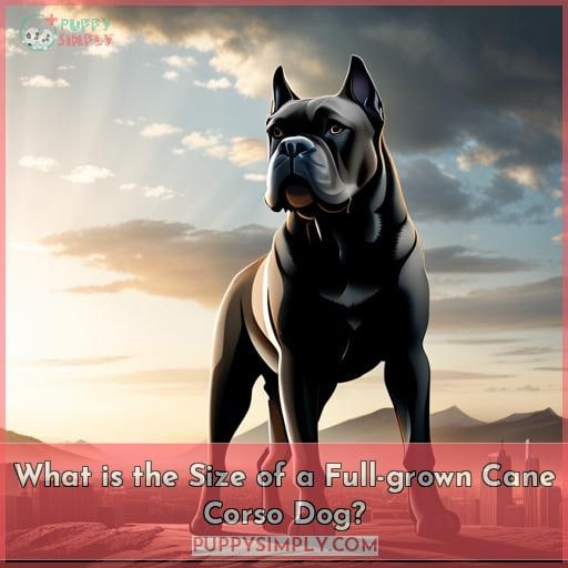 Cane Corso Growth Chart: Puppy Weight & Height Guide - 2023