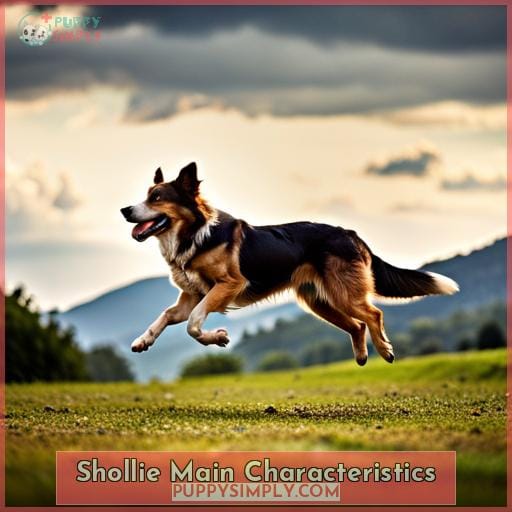 The Shollie: Exploring the Captivating German Shepherd Border Collie Mix