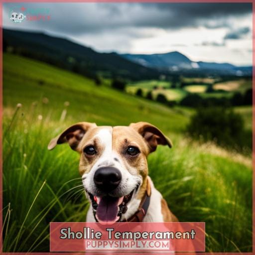 The Shollie: Exploring the Captivating German Shepherd Border Collie Mix