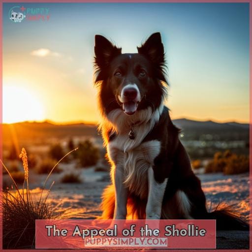 The Shollie: Exploring the Captivating German Shepherd Border Collie Mix