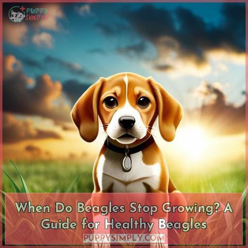 When Do Beagles Stop Growing? A Guide for Healthy Beagles