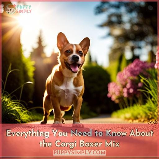 Corgi Boxer Mix: the Quirky, Loyal Companion You've Been Searching For