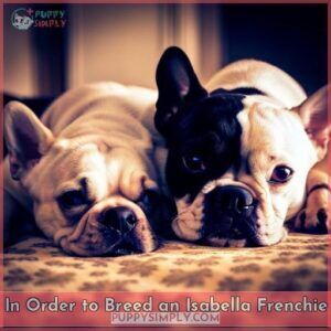 Captivating Isabella French Bulldogs: Unveiling the Secrets