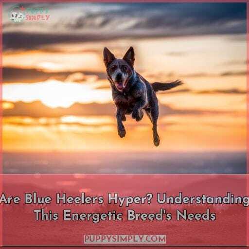 Are Blue Heelers Hyper? Understanding This Energetic Breed's Needs