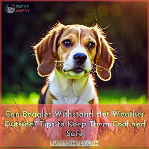 Can Beagles Withstand Hot Weather Outside? Tips to Keep Them Cool and Safe