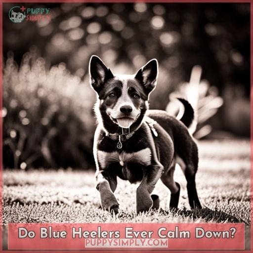 Are Blue Heelers Hyper? Understanding This Energetic Breed's Needs