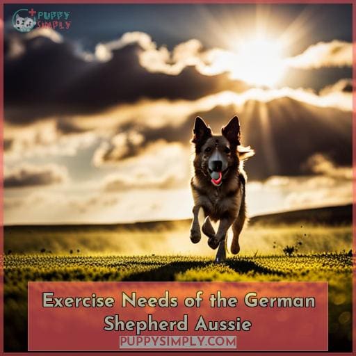 German Shepherd Australian Shepherd Mix: Appearance, Temperament and ...