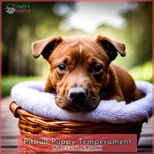 Facts and Care Guide for the American Pit Bull Terrier Puppy