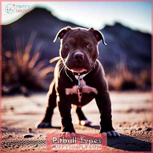 Facts and Care Guide for the American Pit Bull Terrier Puppy