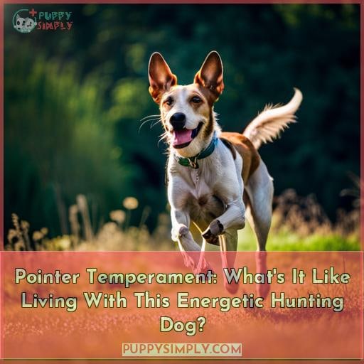 Pointer Temperament: What's it Like Living with This Energetic Hunting Dog?