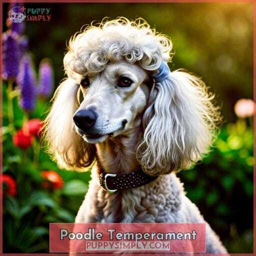Poodle Temperaments: What It's Like to Own This Intelligent Dog Breed