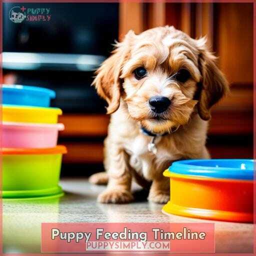 Cavapoo Feeding Schedule: How Much and How Often From Puppy to Adult