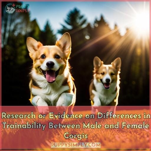 Male or Female Corgis: Trainability Differences