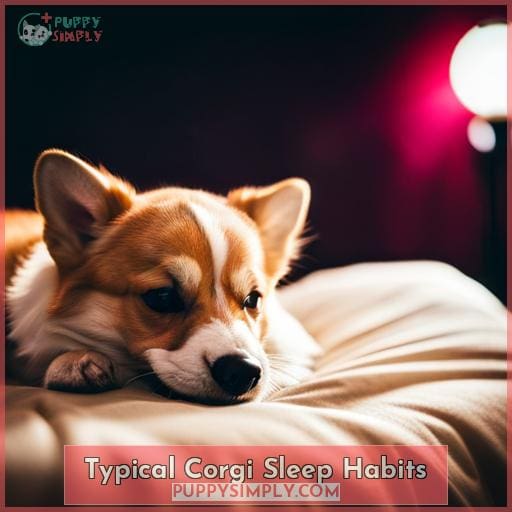 When Do Corgi Puppies Start Sleeping Through the Night? Tips for ...