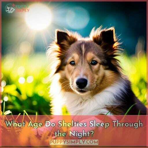 When Do Shetland Sheepdogs Start Sleeping Through the Night?
