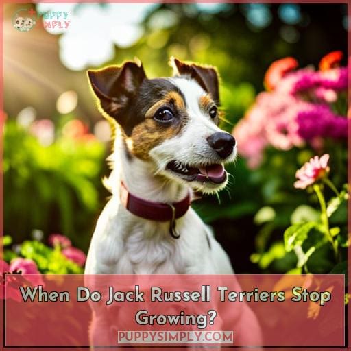 When Do Jack Russell Terriers Stop Growing?
