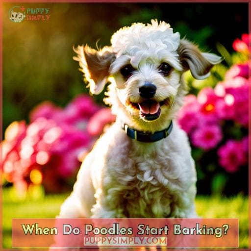 How Often Do Poodles Bark? Learn How to Reduce Excessive Barking