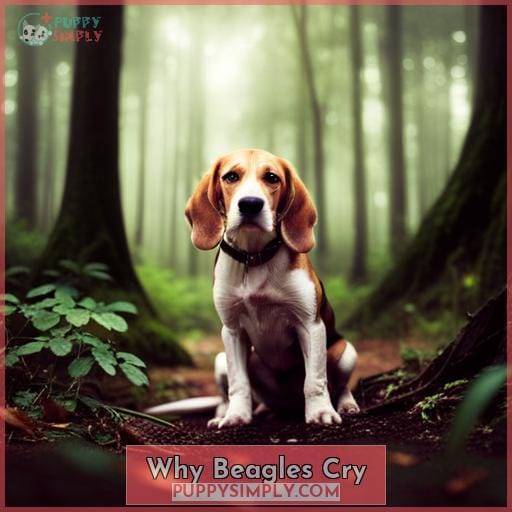 Why Beagles Cry and How to Ease Your Pup's Whining