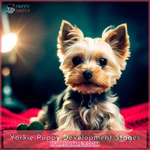 When Should Yorkie Puppies Get Their First Puppy Haircut?