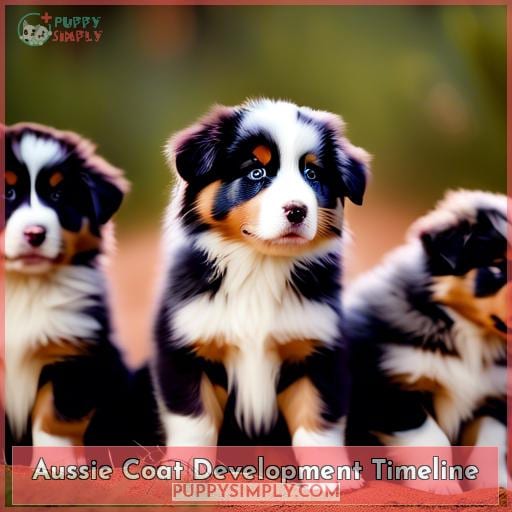 Australian Shepherds Color Change Guide: From Puppies to Adults