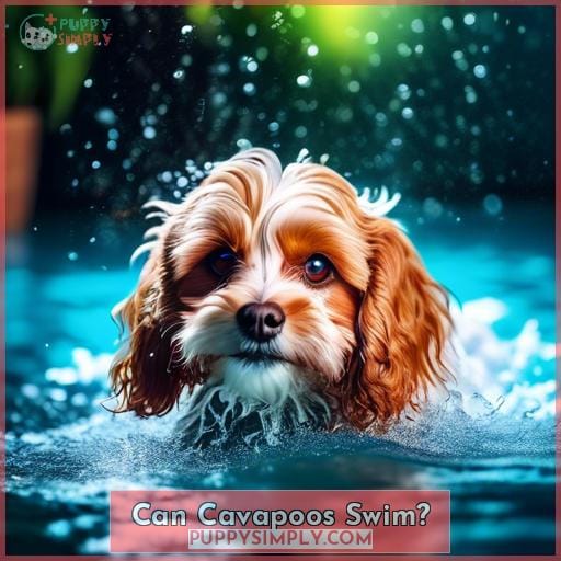 Cavapoos Swimming: Safety, Skills, and Fun Tips
