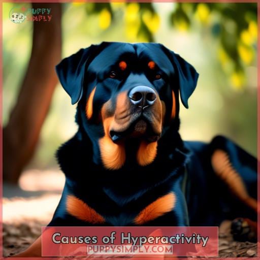 When Do Rottweilers Finally Calm Down? Tips for Managing High Energy