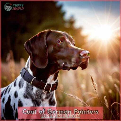 Do Pointers Shed? How to Manage Excessive Shedding in Pointers