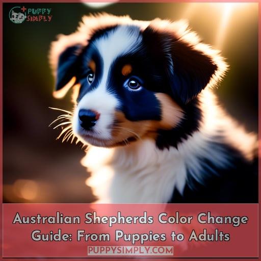 Australian Shepherds Color Change Guide: From Puppies to Adults