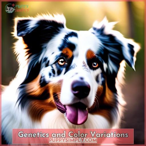 Australian Shepherds Color Change Guide: From Puppies to Adults