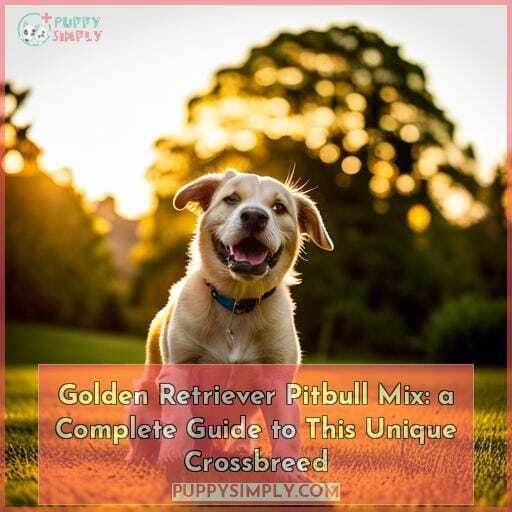 Golden Retriever Pitbull Mix: Traits, Care, & Adoption Guide